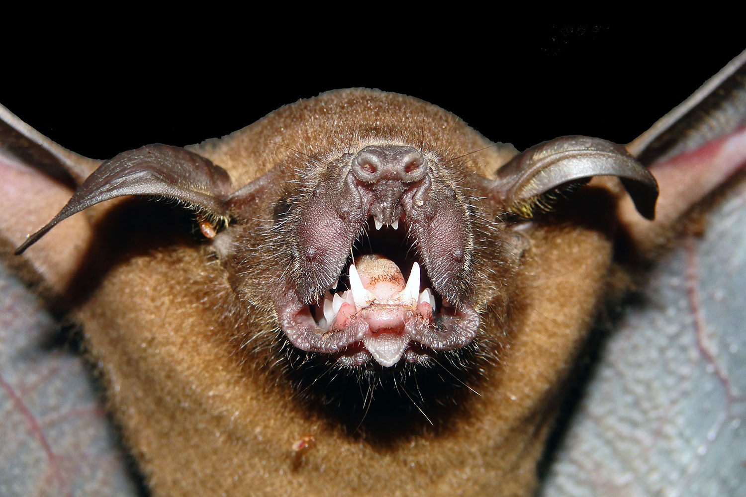 Mamíferos del Ecuador