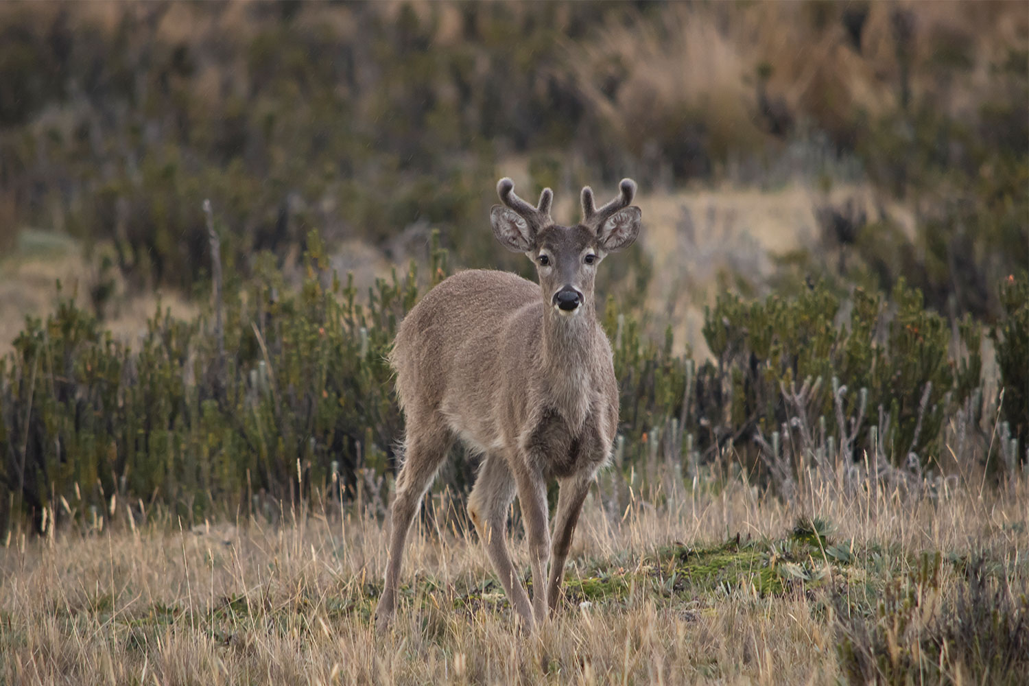 Mamíferos del Ecuador