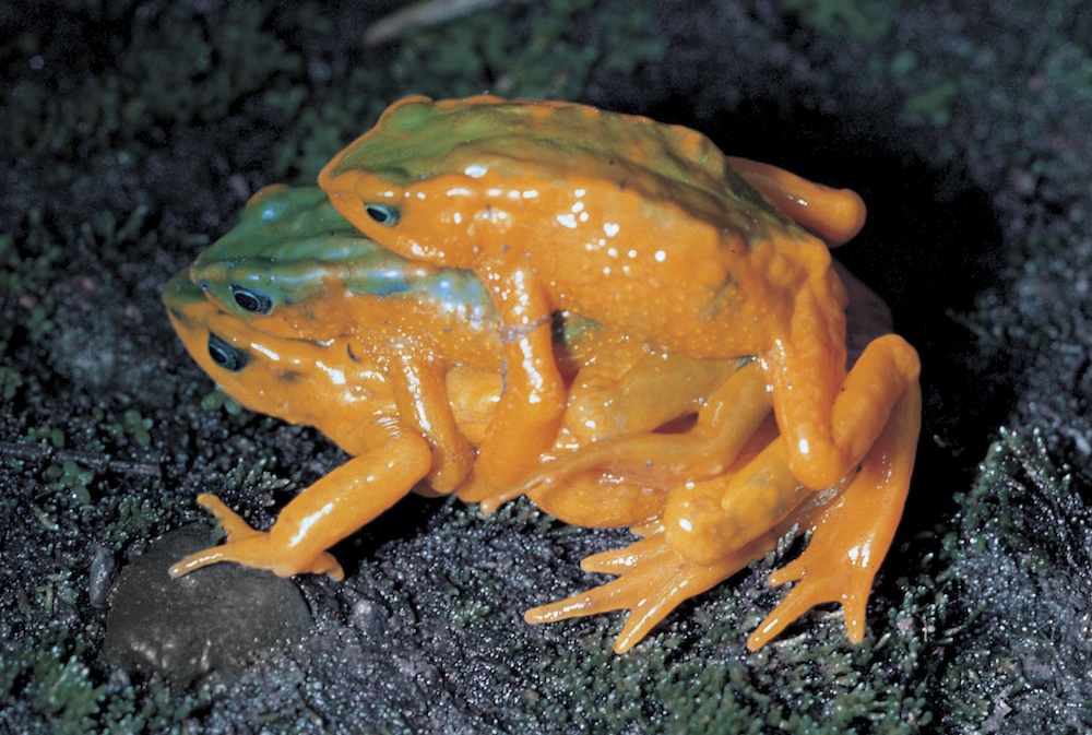 Galería Bioweb Ecuador