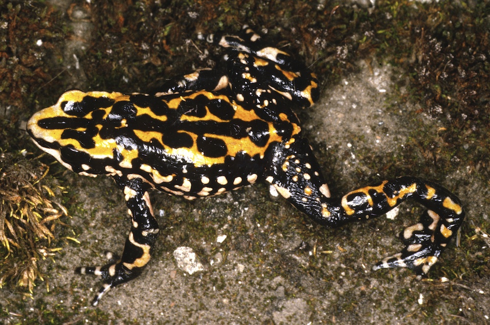 Galería Bioweb Ecuador