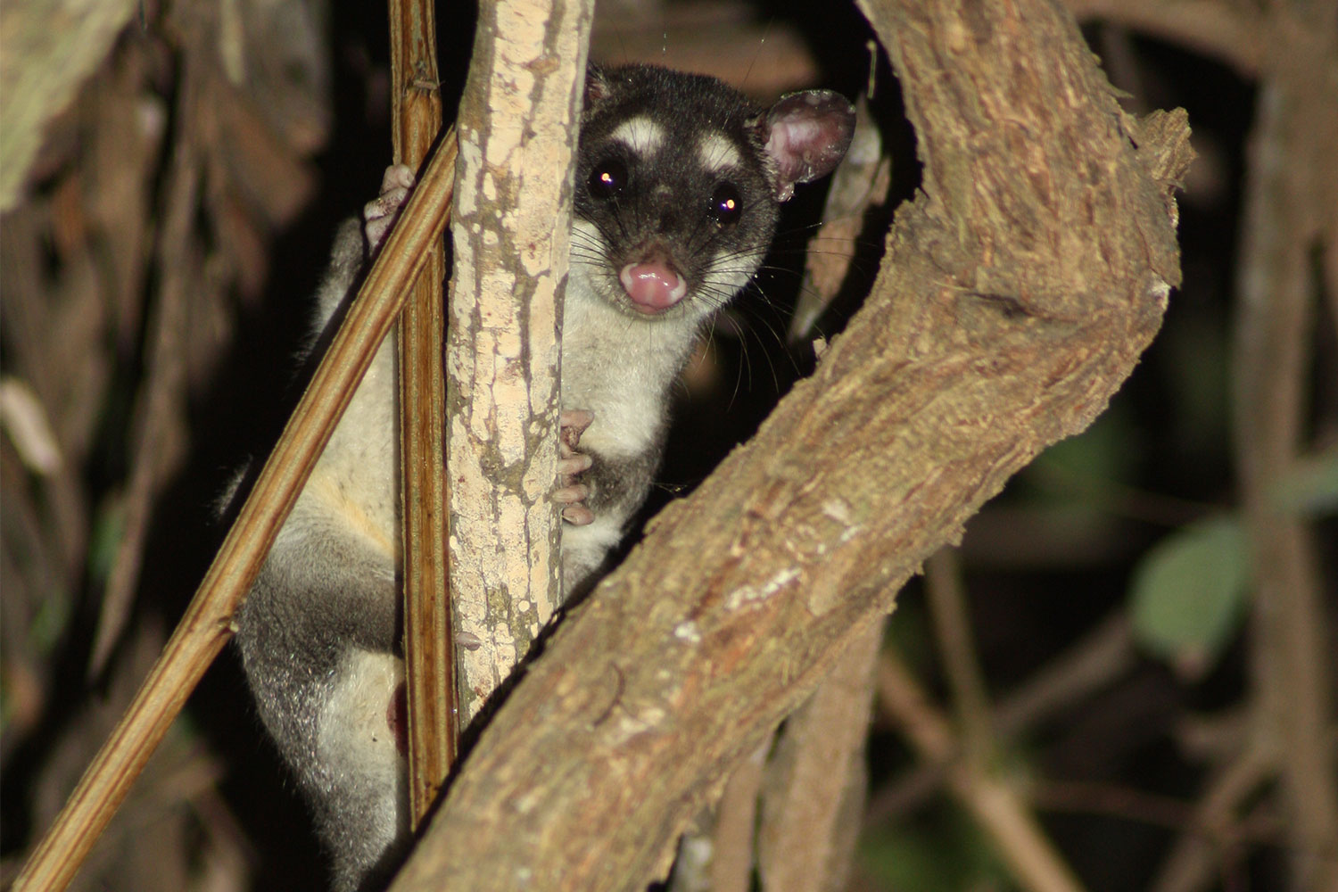 Mamíferos del Ecuador