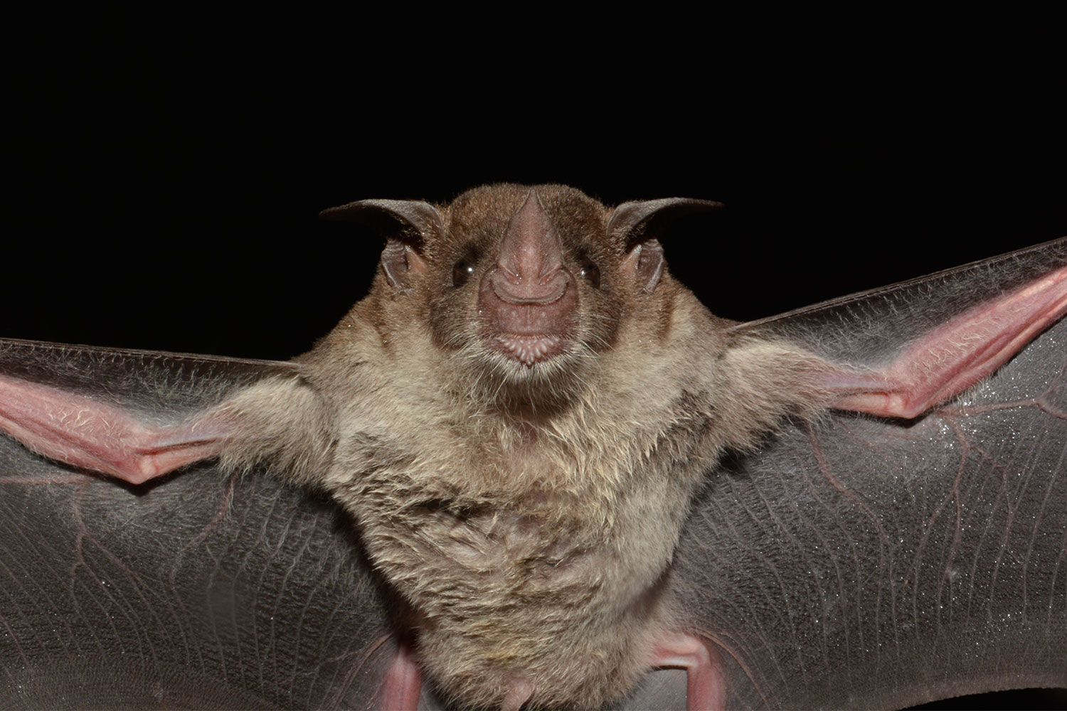 Mamíferos del Ecuador