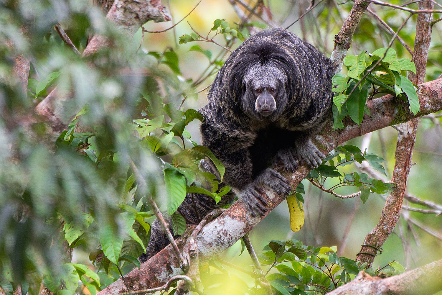 Mamíferos del Ecuador