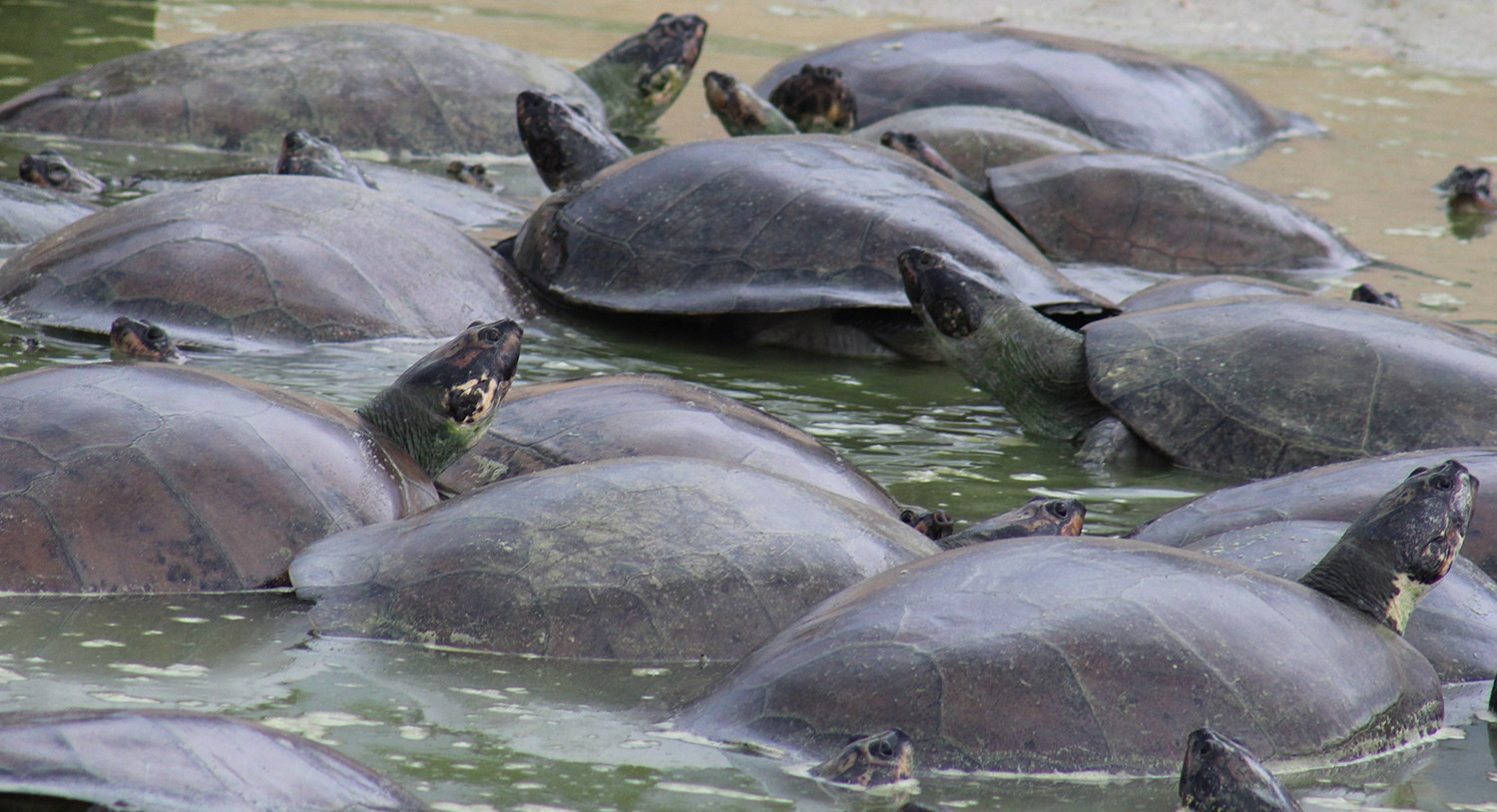Reptiles del Ecuador