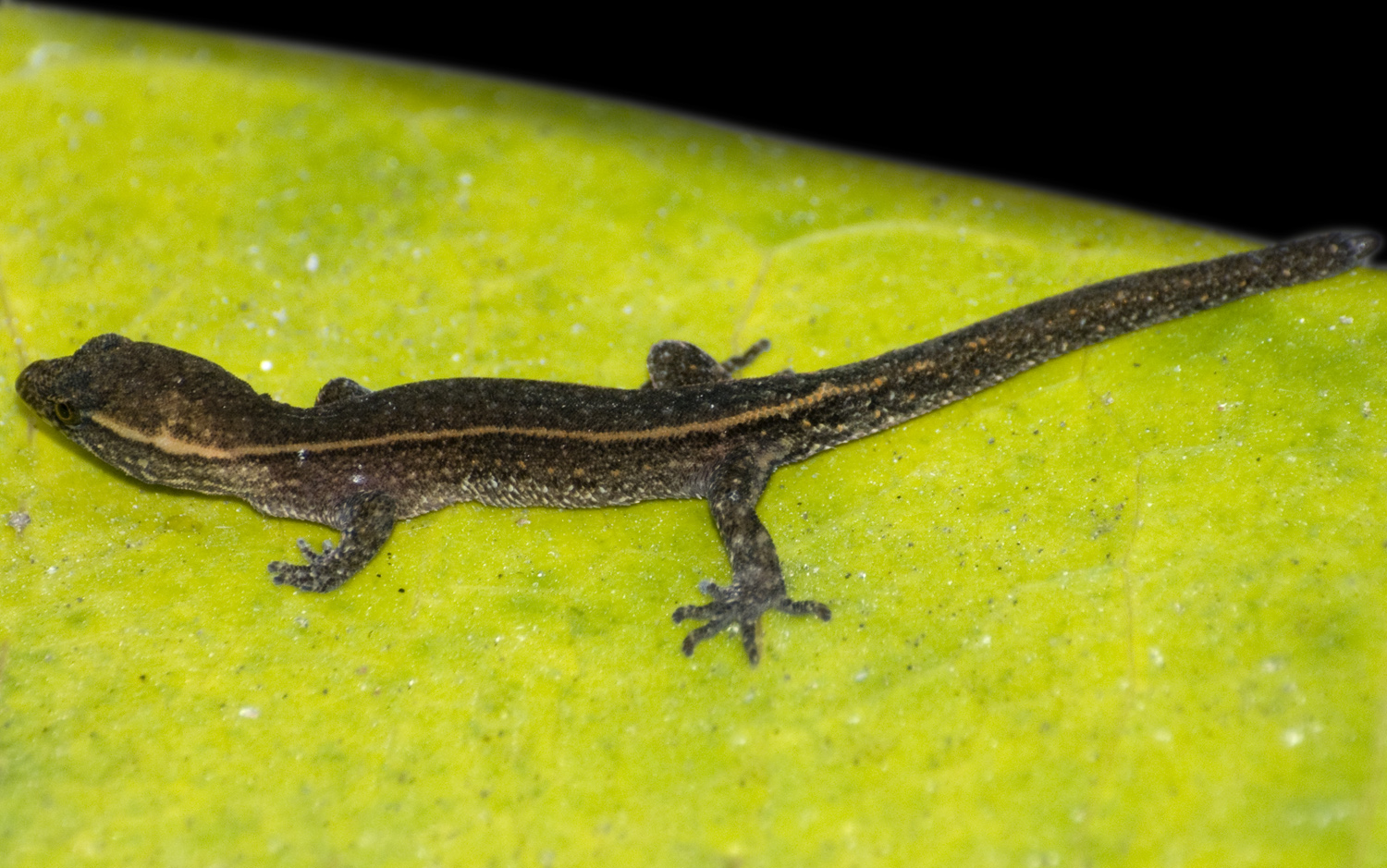 Galería Bioweb Ecuador