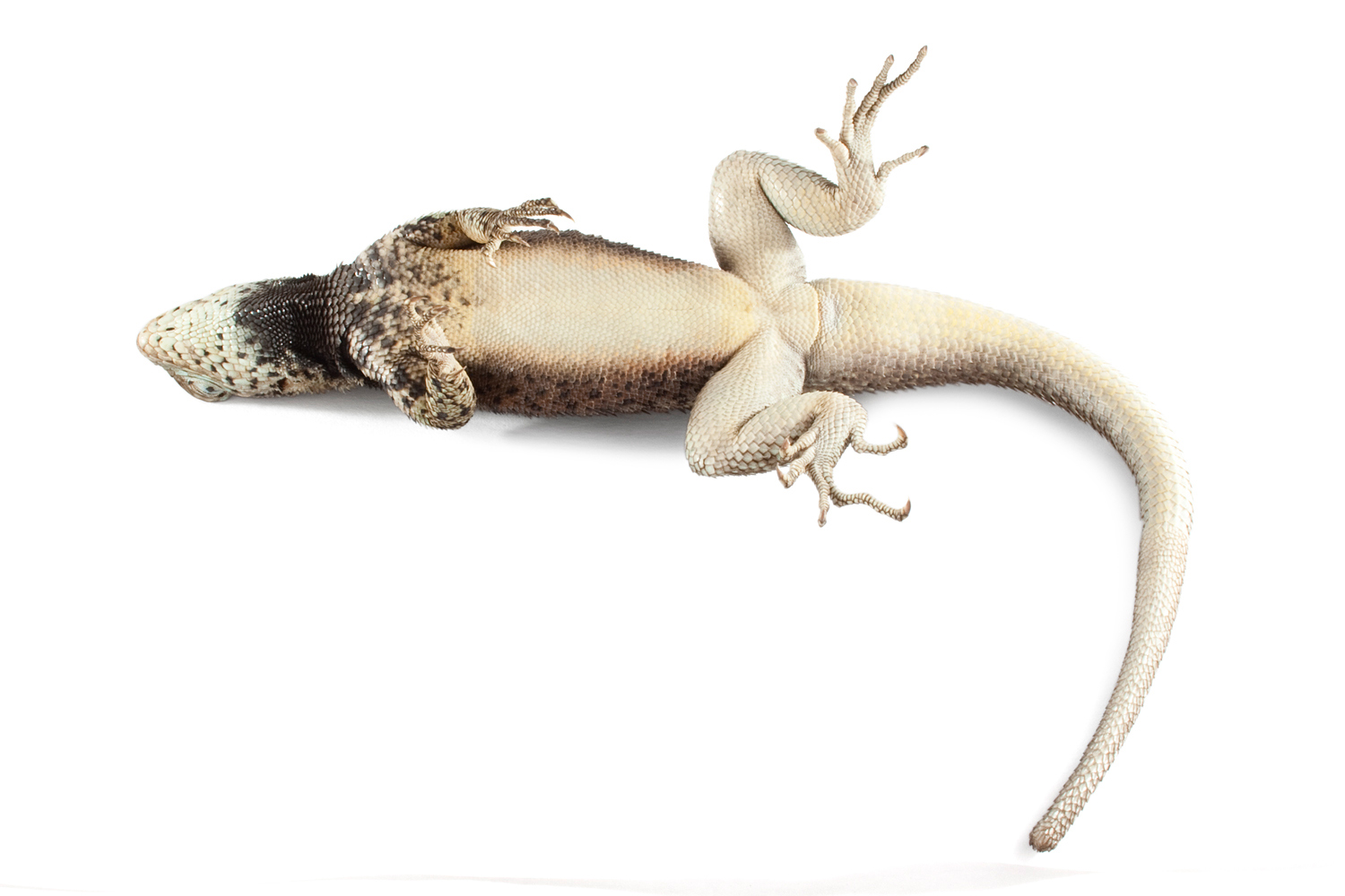 Reptiles del Ecuador