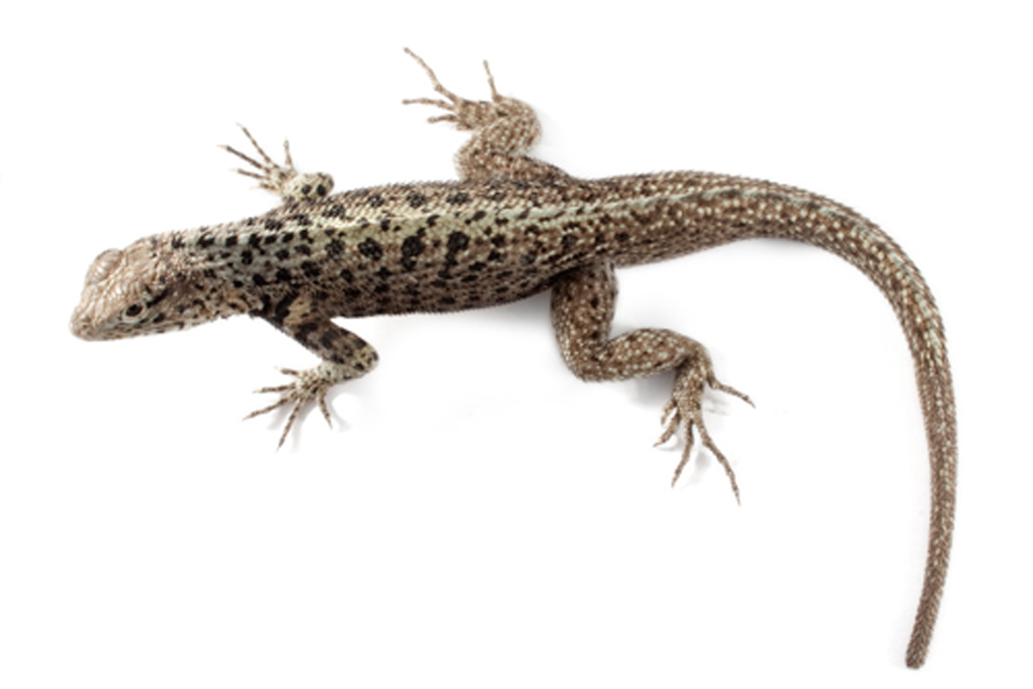 Reptiles del Ecuador
