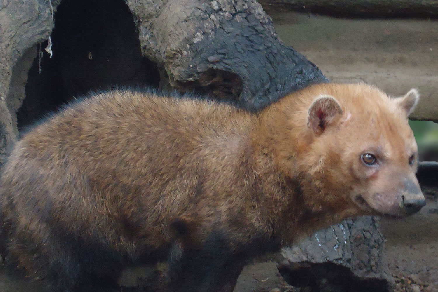 Galería Bioweb Ecuador