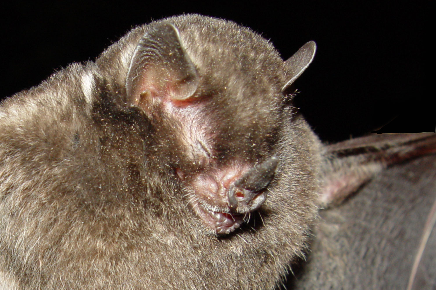 Galería Bioweb Ecuador