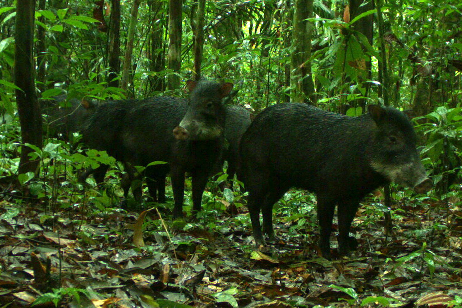 Galería Bioweb Ecuador