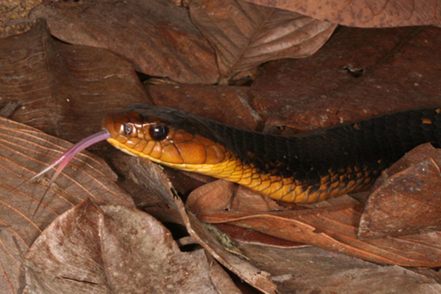 Reptiles del Ecuador