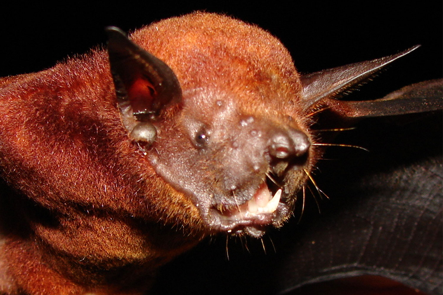 Galería Bioweb Ecuador