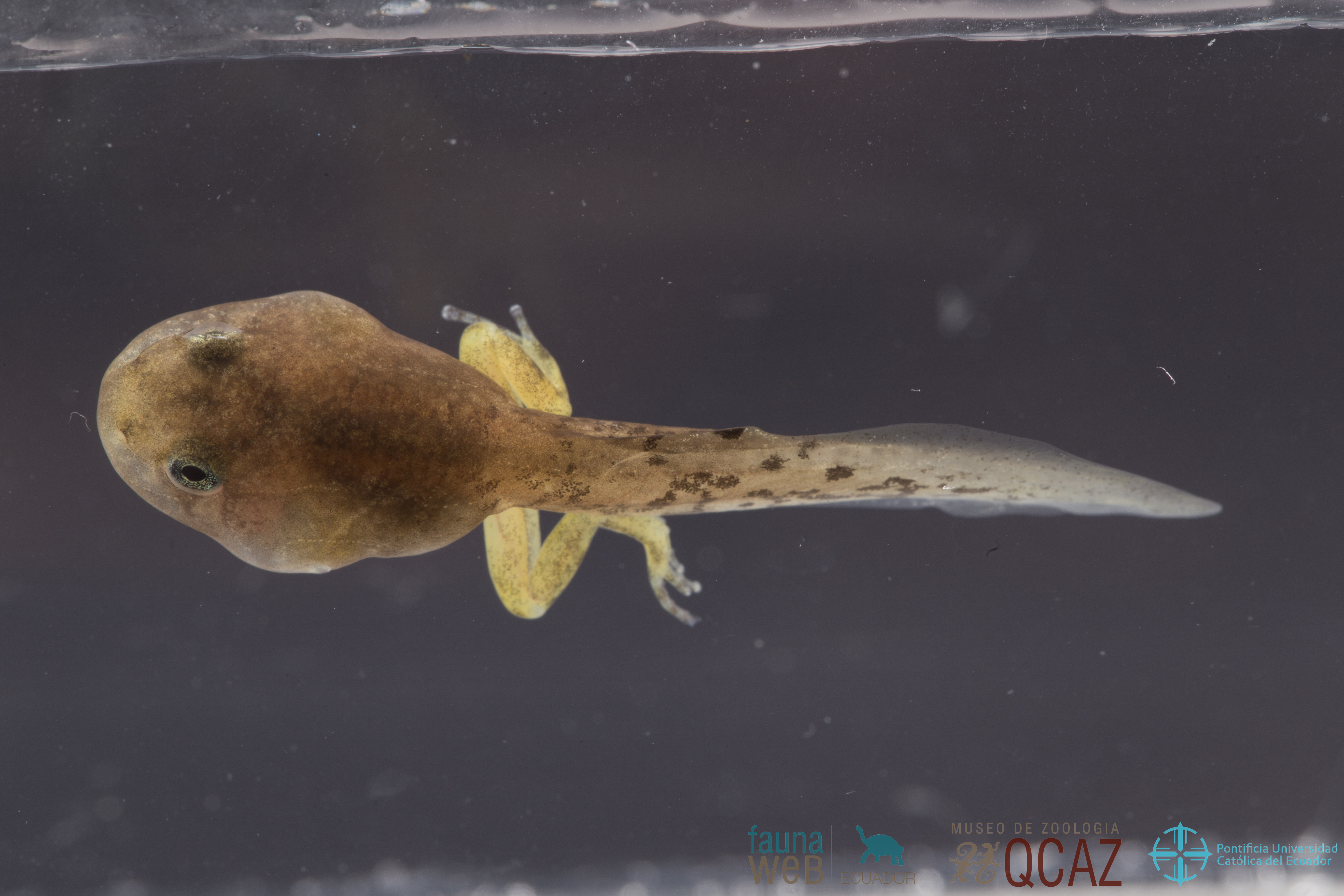 Anfibios del Ecuador