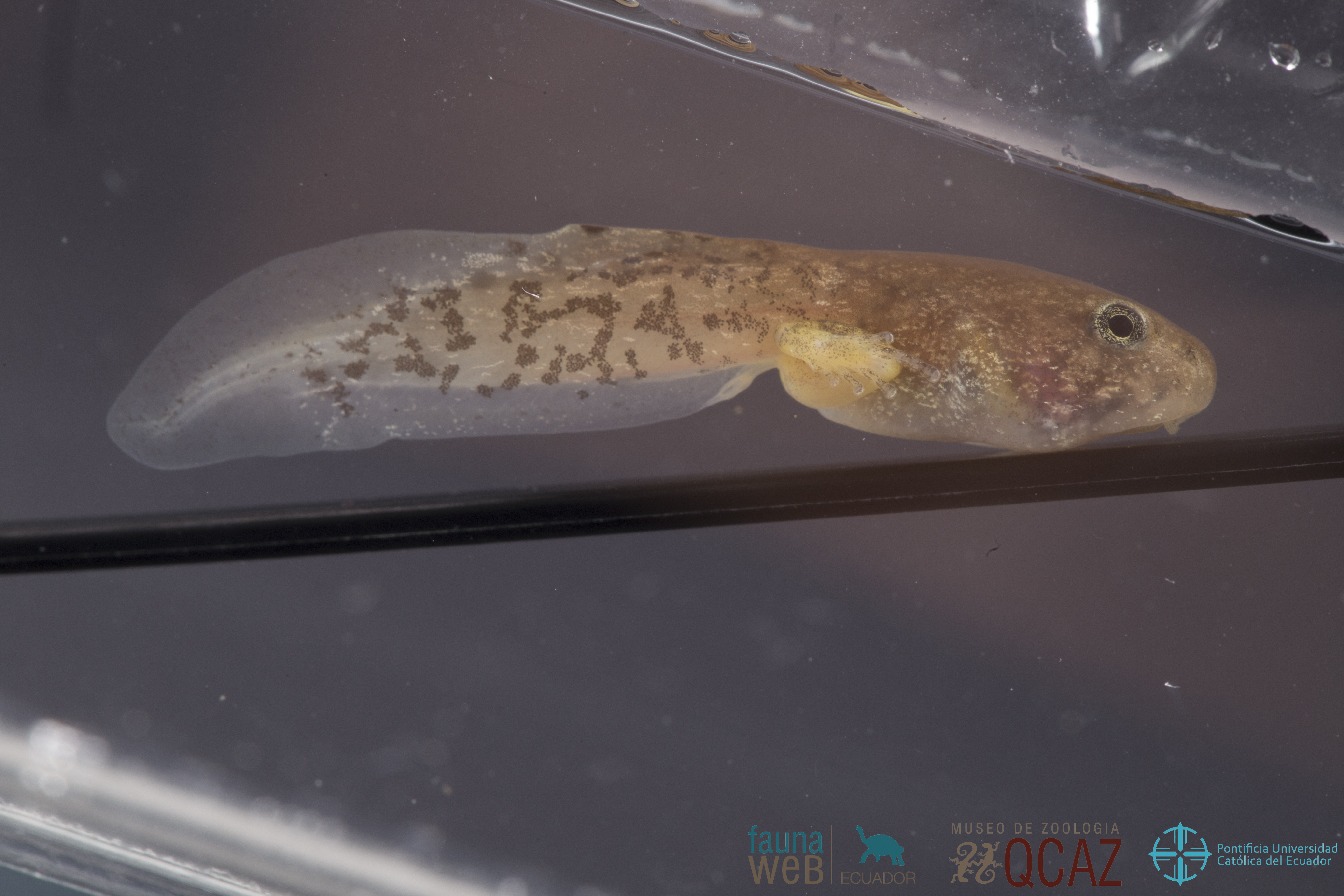 Anfibios del Ecuador