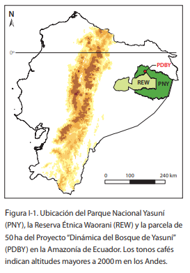 Árboles de Yasuní - Ecuador
