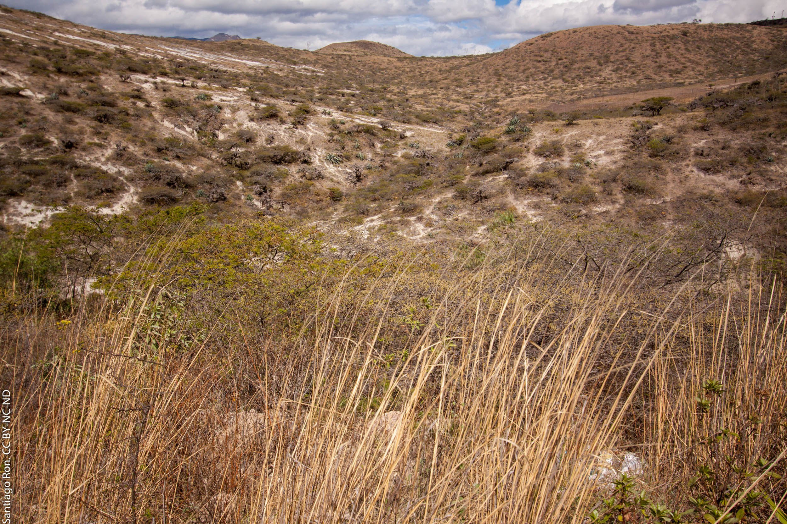 Galería Bioweb Ecuador
